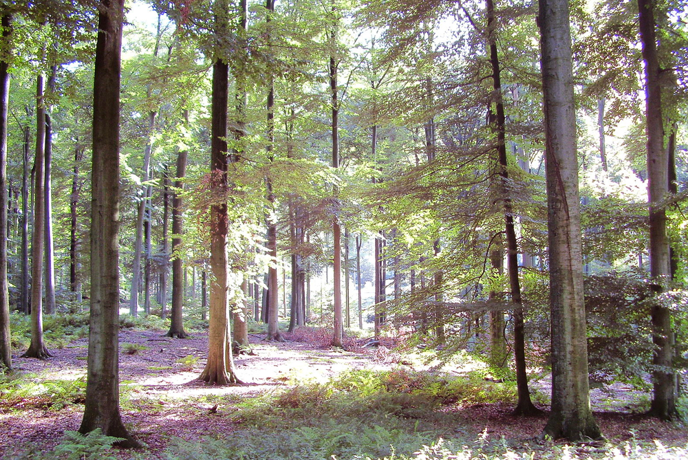 Visite d'une forêt naturelle