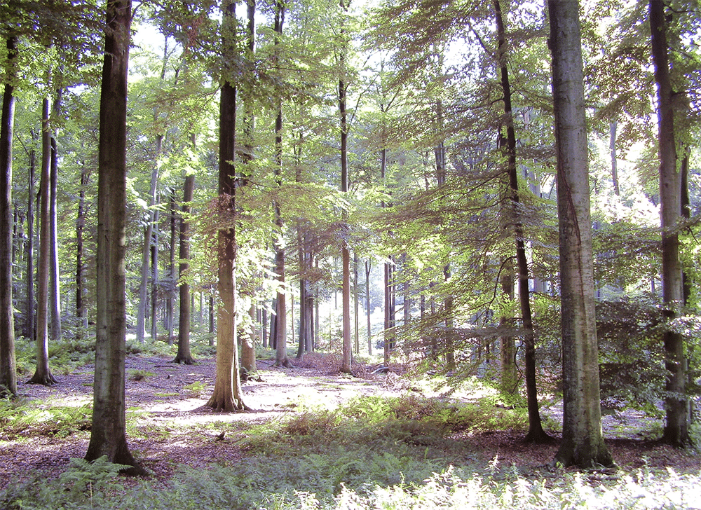 La végétation en forêt de Soignes. Quoi de visible en mars?