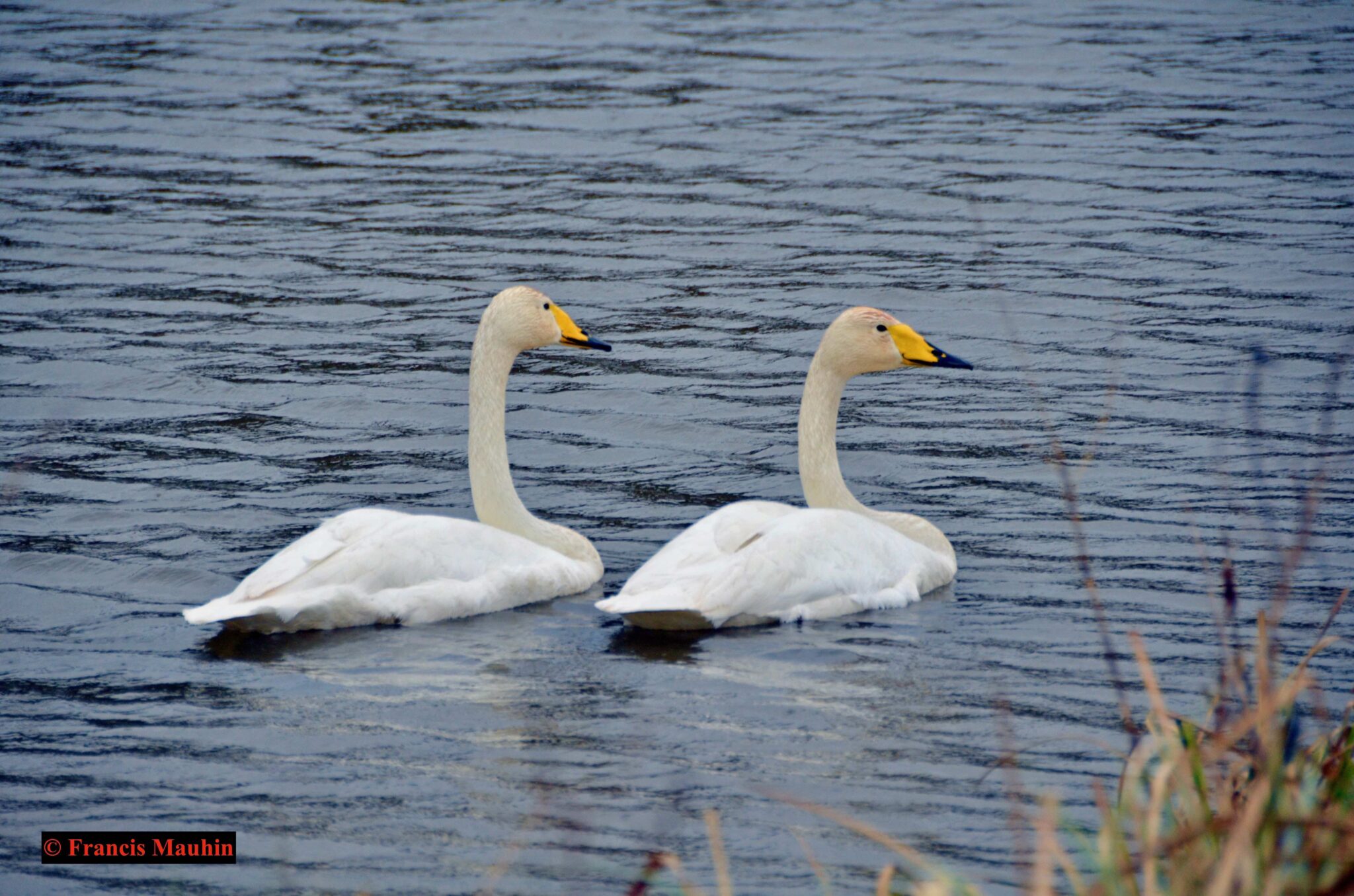 Les oiseaux hivernants en Basse-Meuse